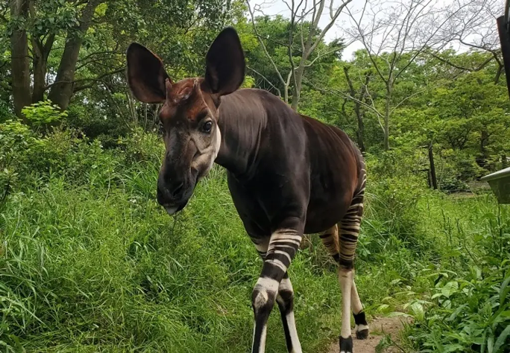 「世界オカピの日」World Okapi Day | イベント一覧 | かながわ 横浜観光ならアットヨコハマ【公式】